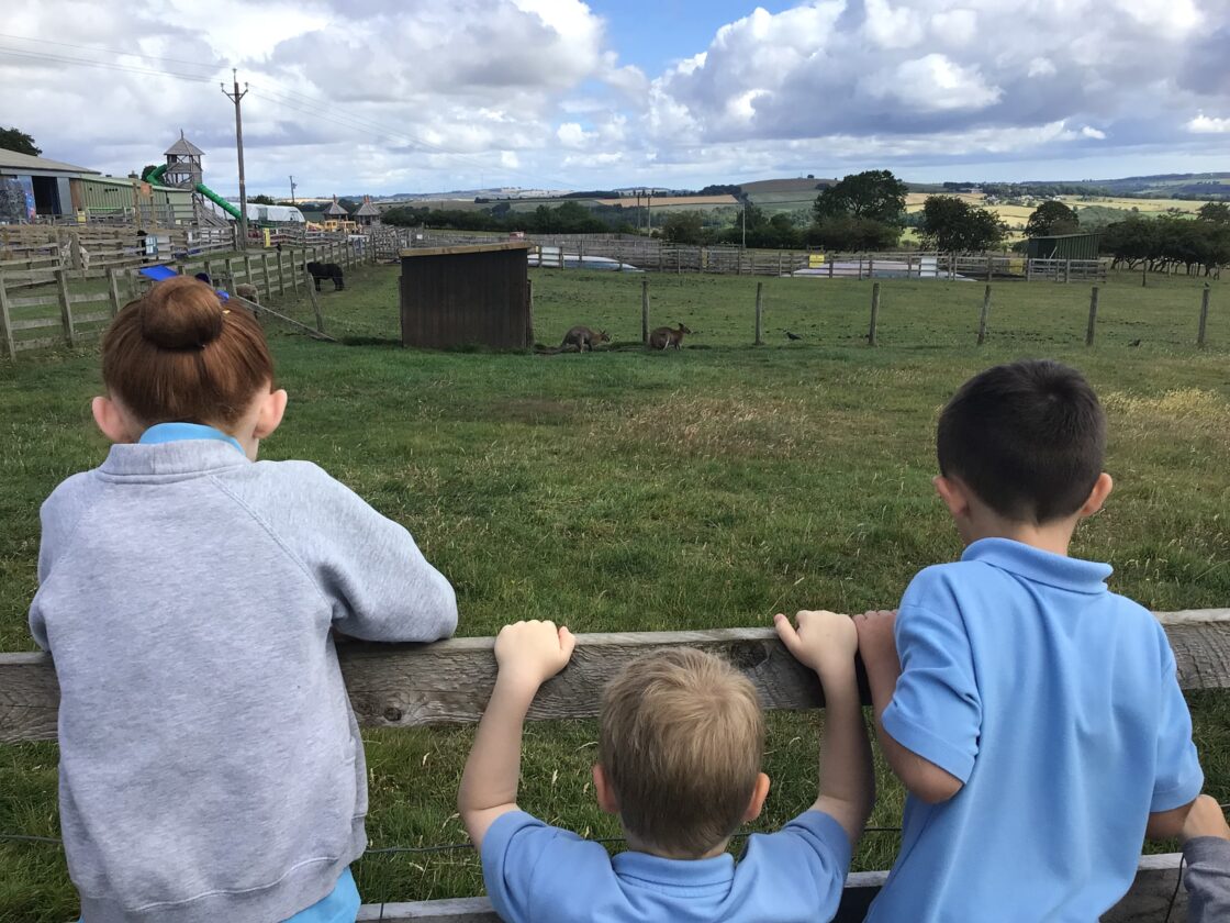 Year 1 at Hall Hill Farm